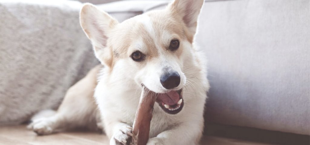 10 Ways to Celebrate Chinese New Year With Your Dogs - Boneve Earthmade