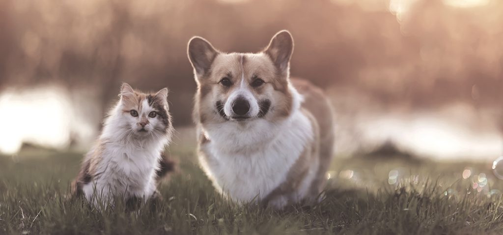 Understanding Your Pet’s Life Cycle