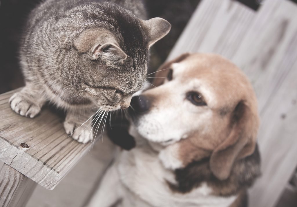 Understanding Your Pet’s Life Cycle